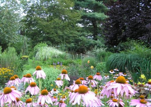 Garden for Wildlife: Create a backyard habitat