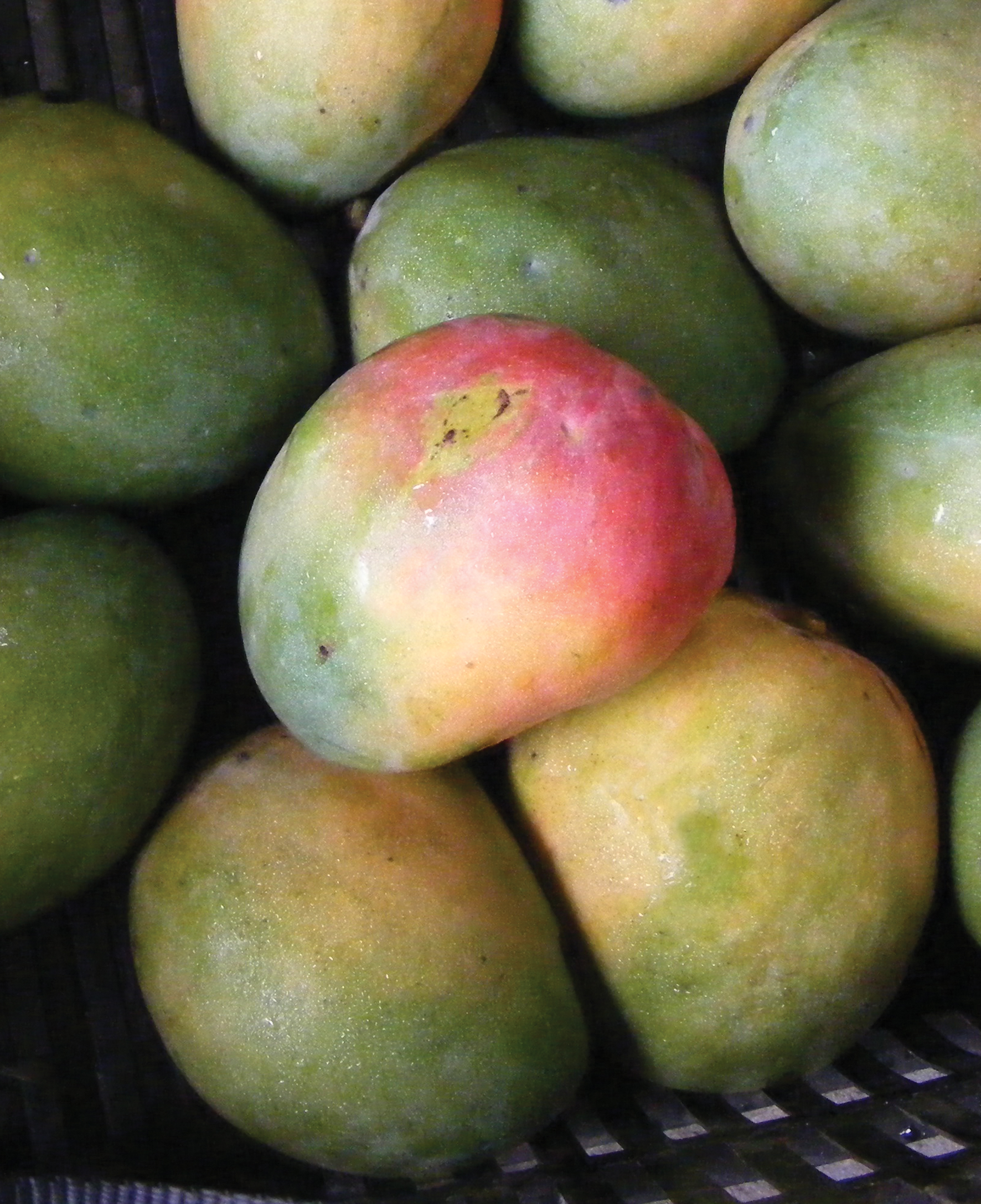 Maersk Container Industry eyes “revolution” of mango trade