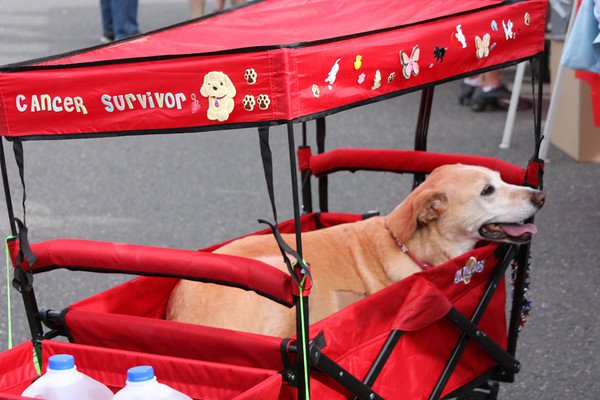 November Marks National Pet Cancer Awareness Month