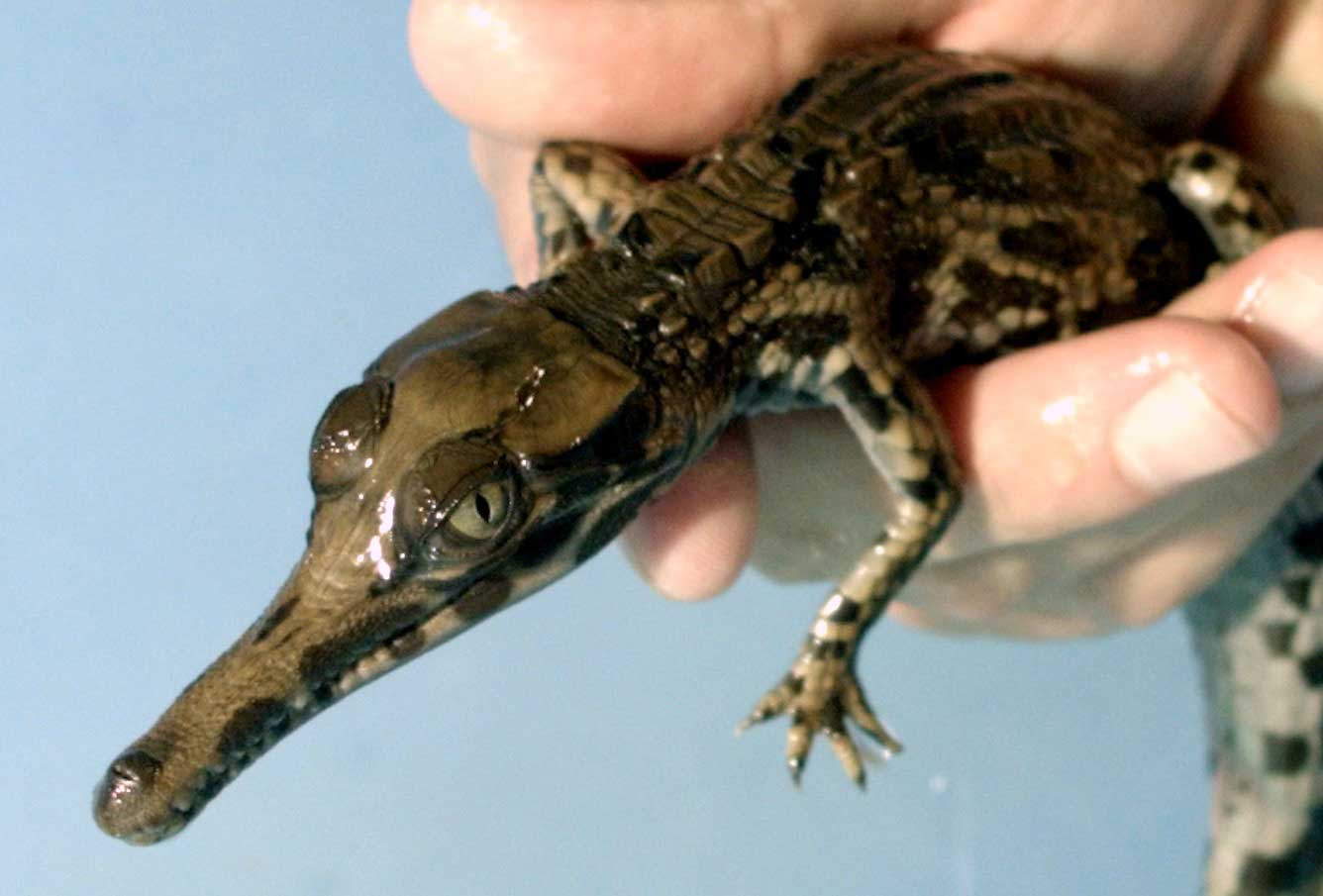 Audubon Zoo Hatches Pair of Rare False Gharials