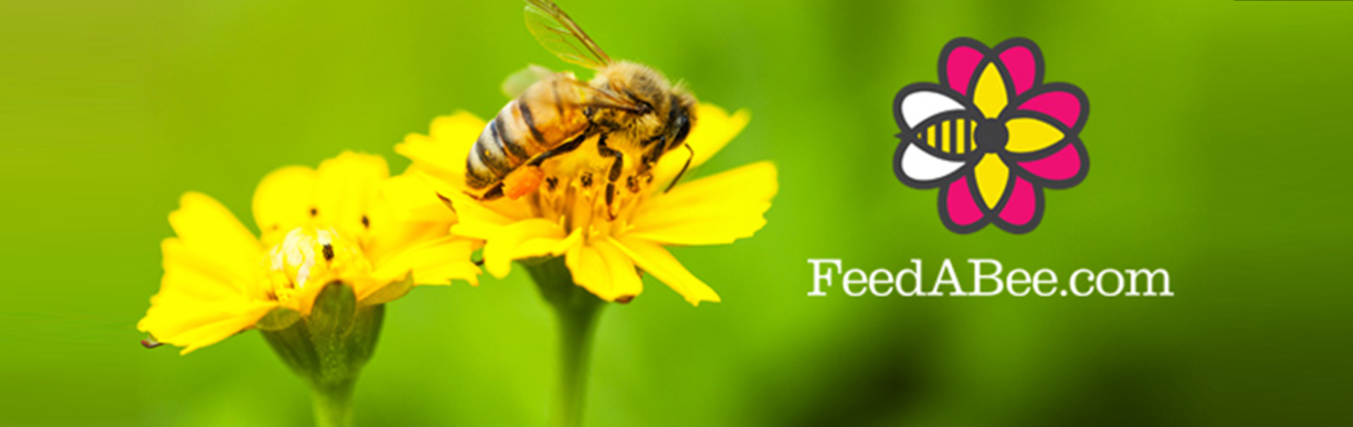 Vitamin Bee Teams Up with Bayer Bee Care Program for Feed a Bee Initiative