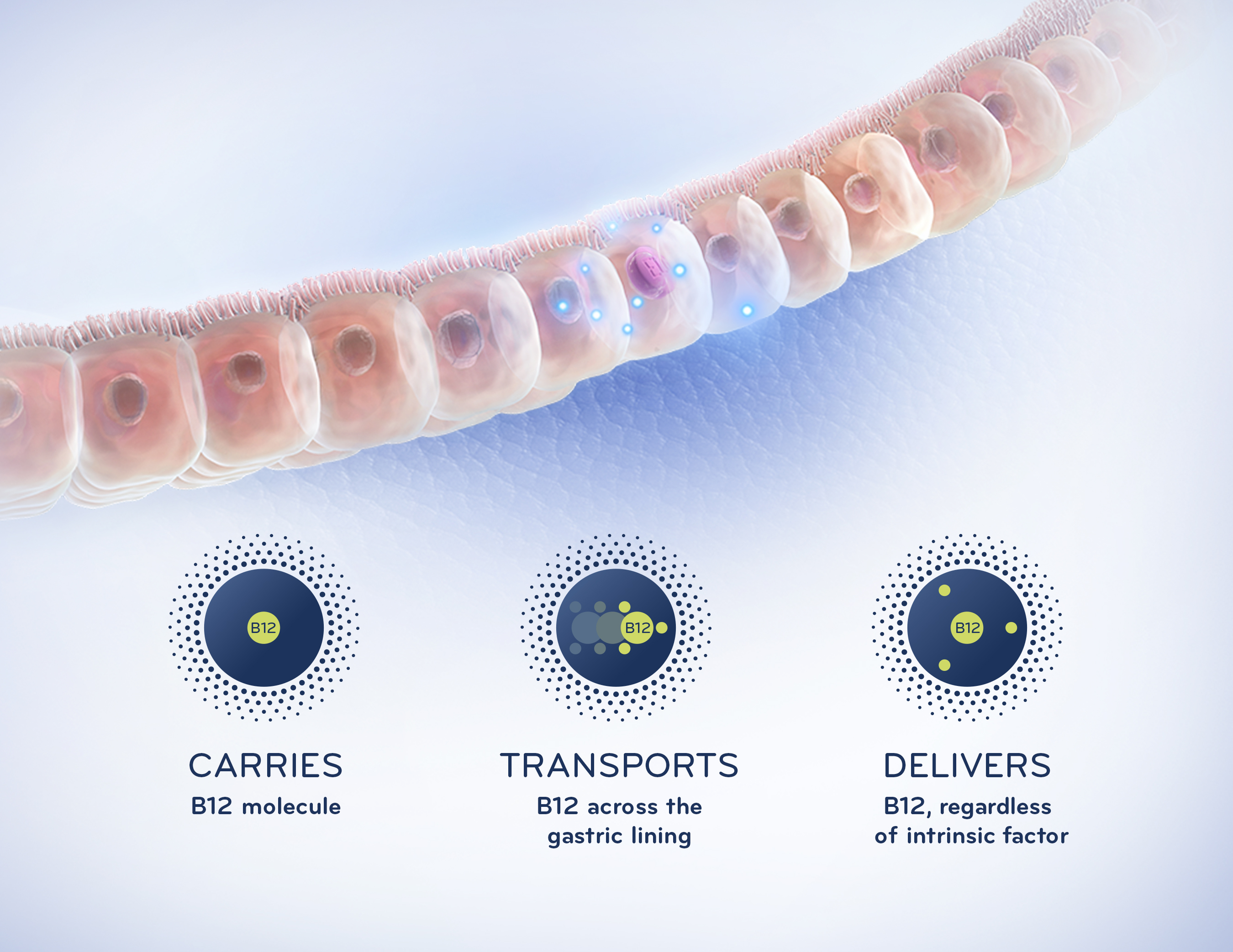 Emisphere Launches Eligen B12™, the First Oral Prescription Tablet ...