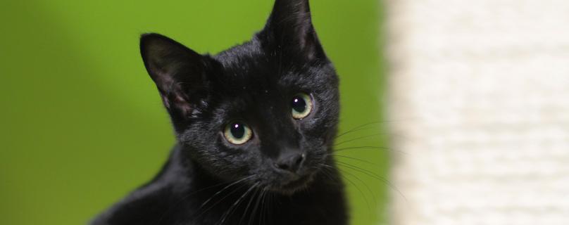 Meet Generation Meow