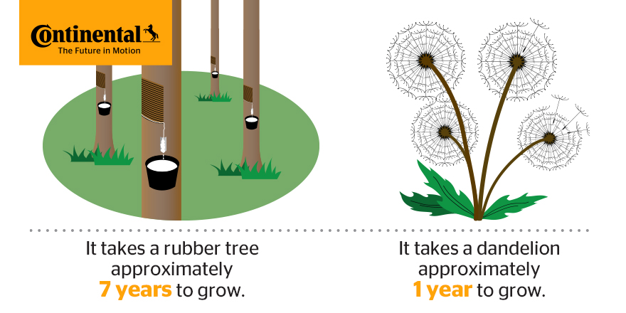 Continental Constructing Tires From Dandelions