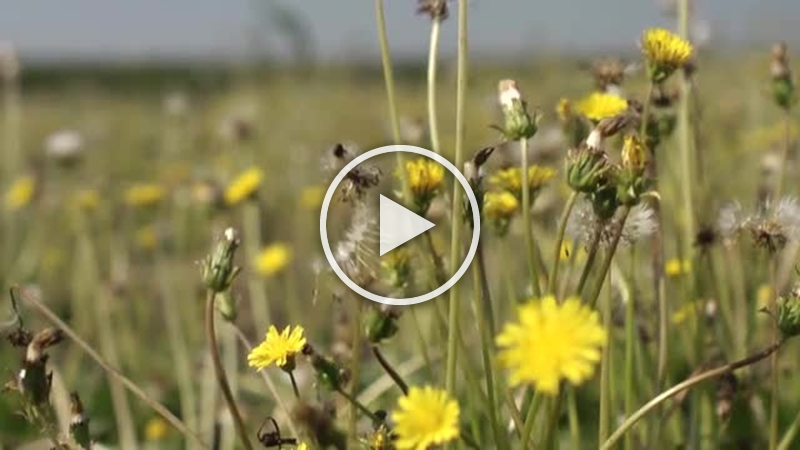 Continental Constructing Tires From Dandelions