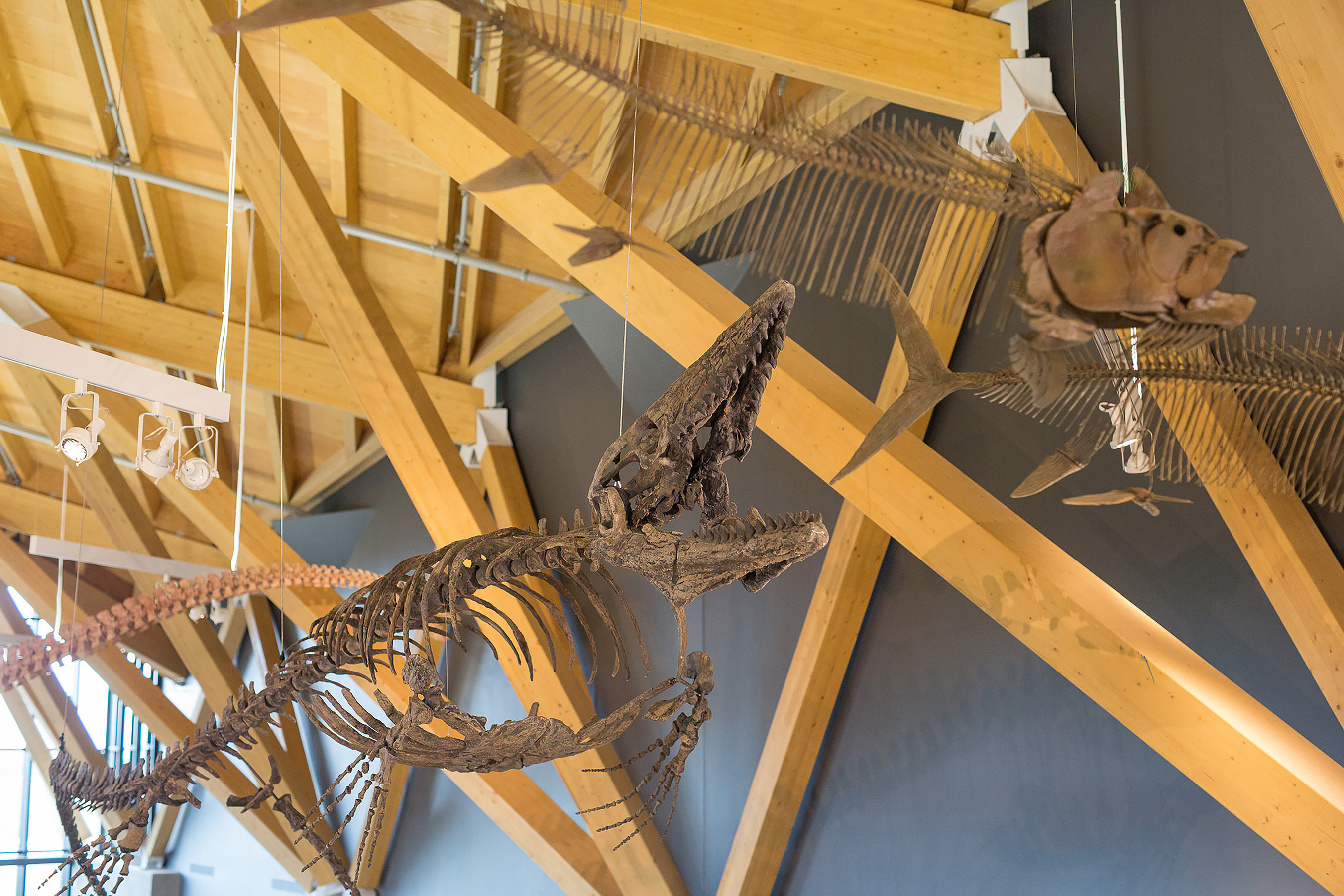 Predator vs prey dinosaur exhibit - decorbillo