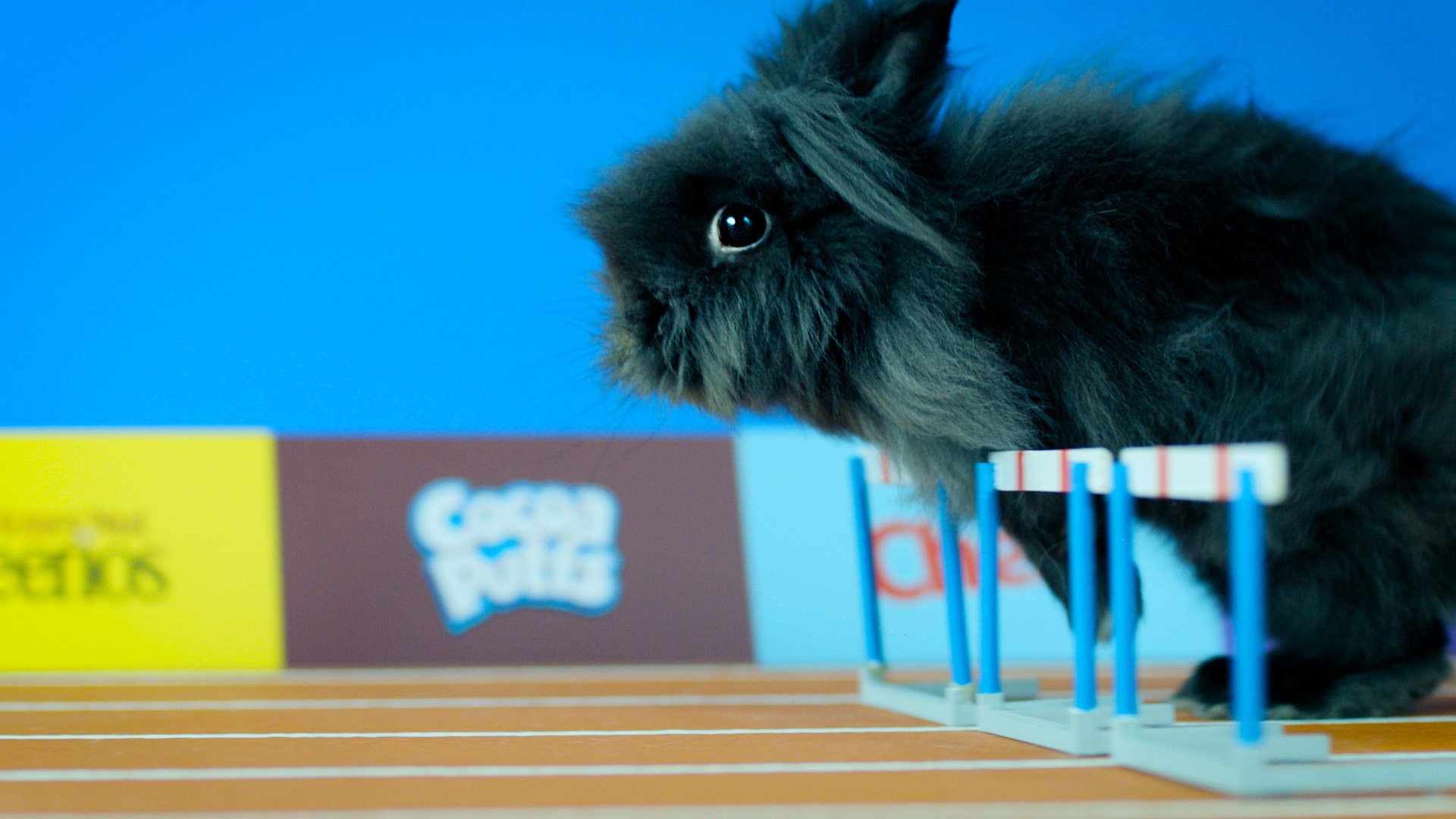 The Honorary Real Trix Rabbit announces first “Rabbit Showdown” calling ...