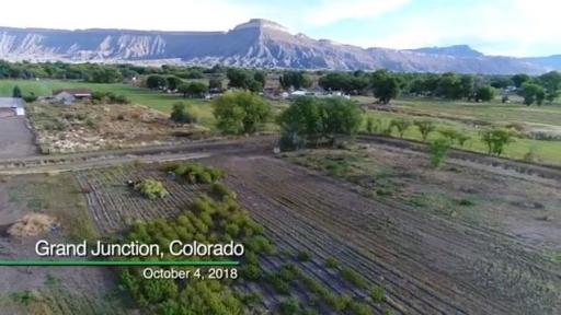 GB Sciences Harvests the First Hemp Crop in Colorado