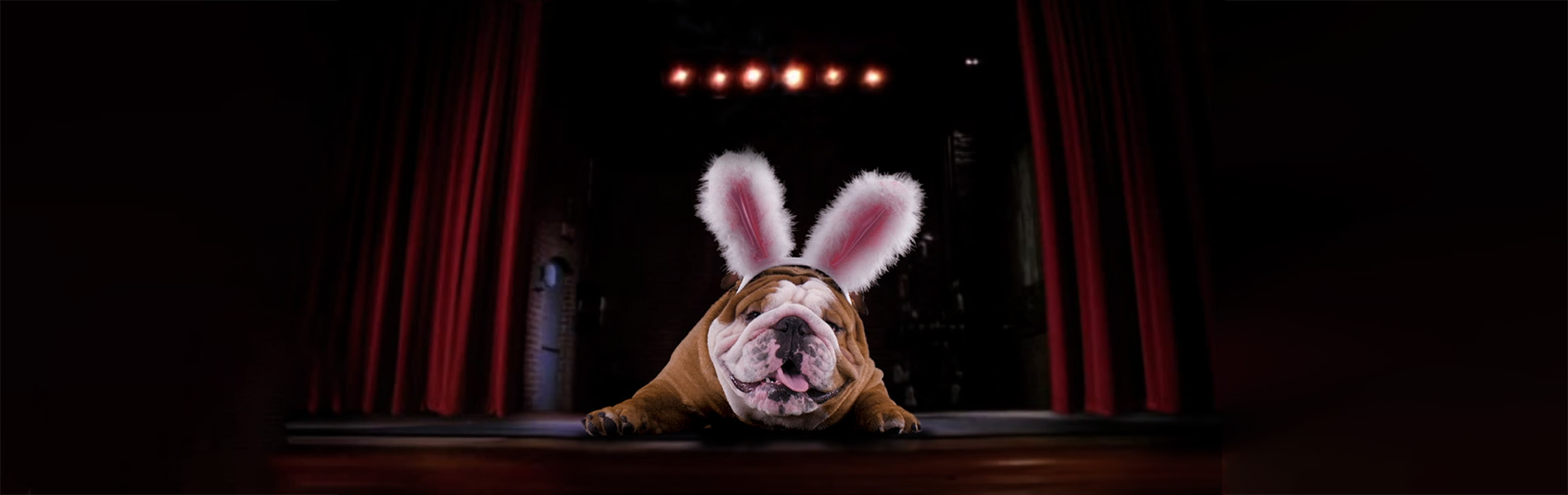Cadbury Brand Releases Its Easter Commercial Featuring Henri The Bulldog