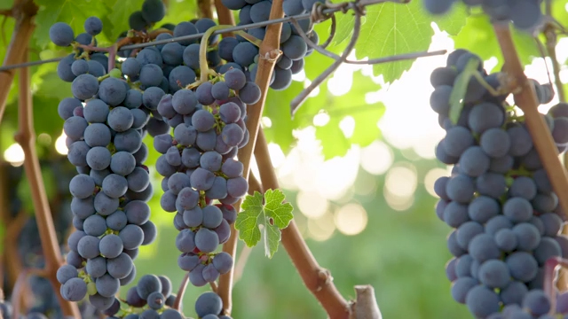 Sequoia Grove Celebrates 40th Harvest with Sustainability Certification