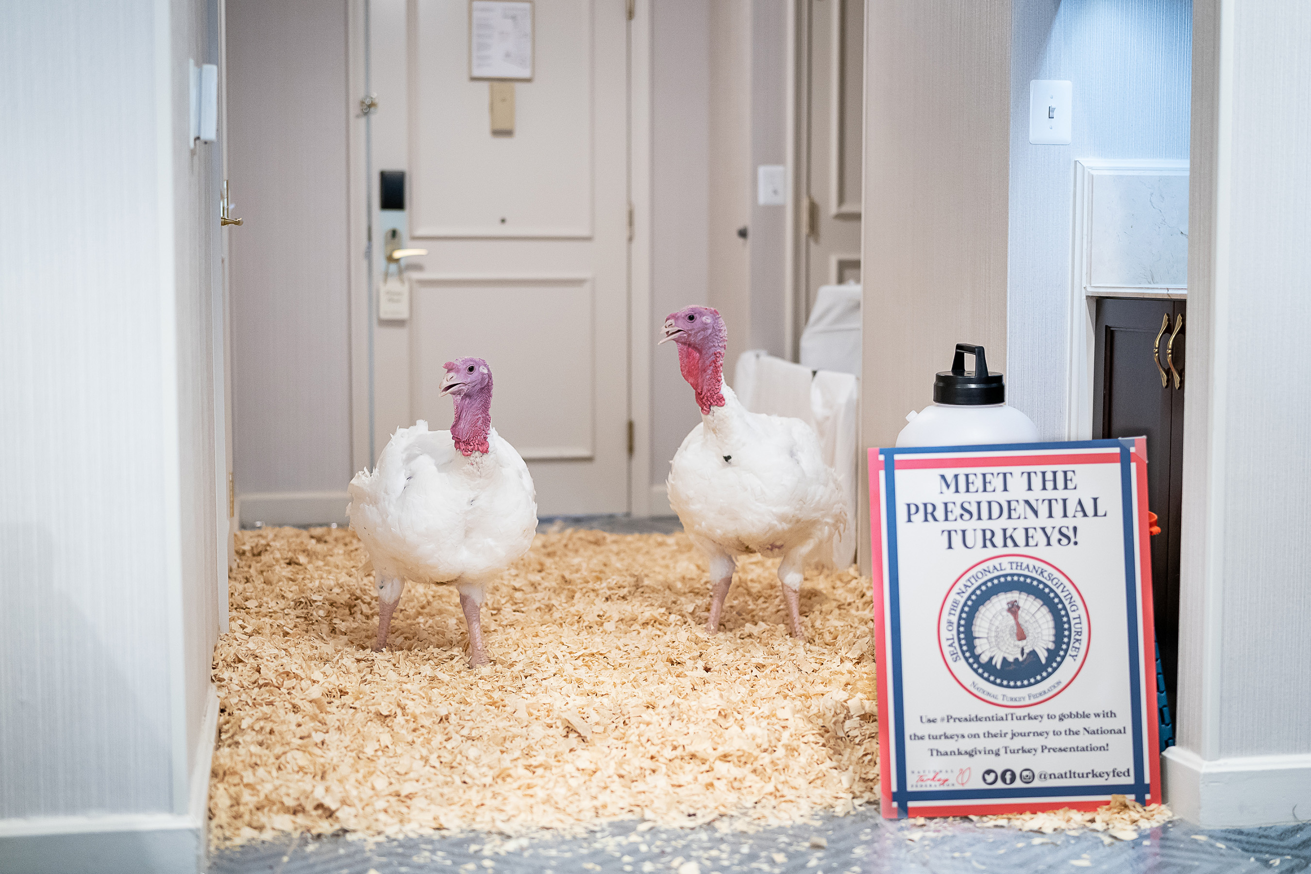 President Trump Welcomes NTF & National Thanksgiving Turkey to the ...