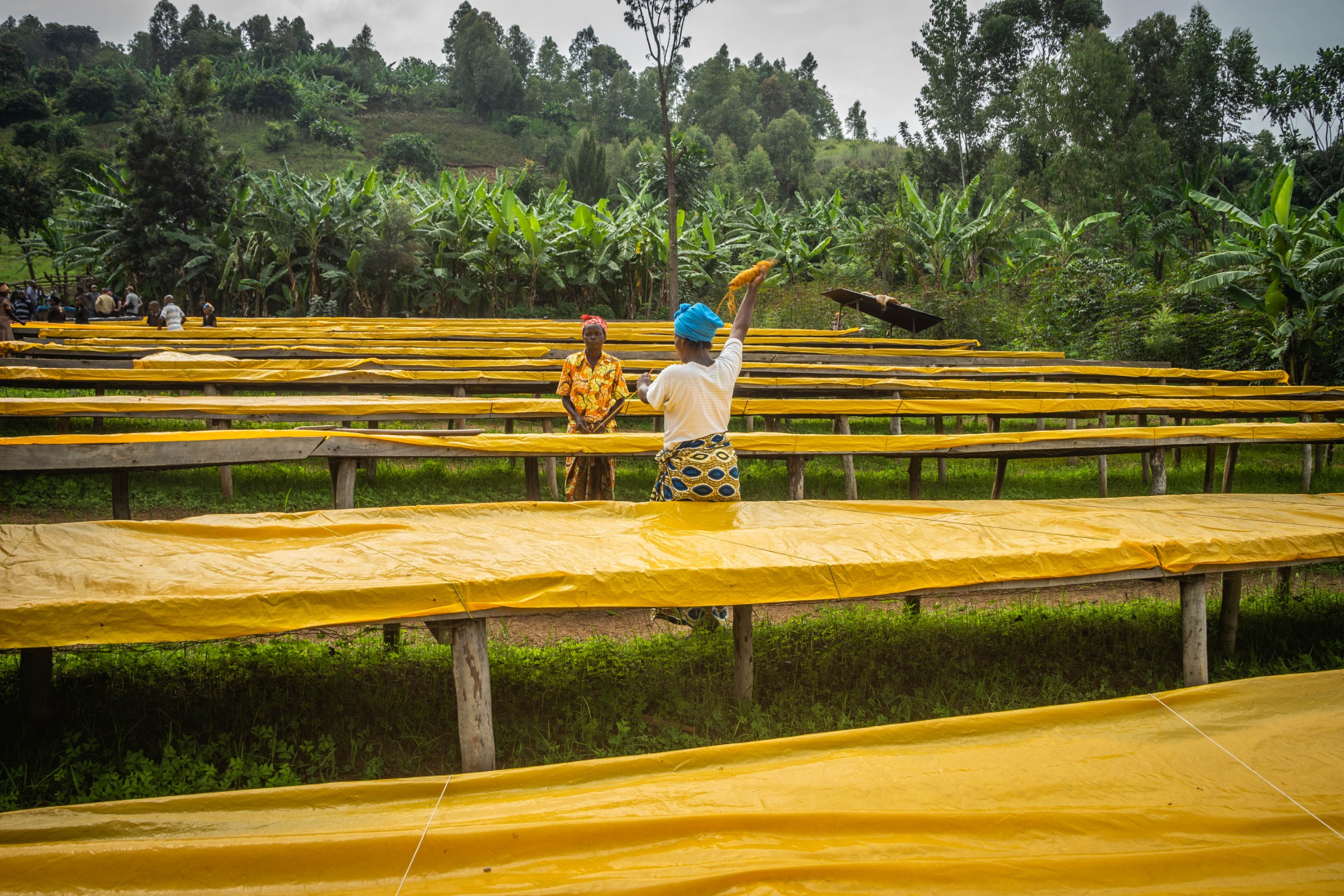 Nespresso Introduces KAHAWA ya CONGO, the Newest Reviving Origins ...