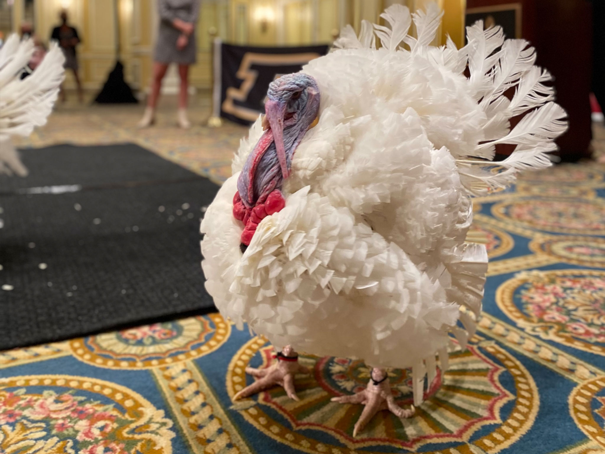 President Biden Pardons National Thanksgiving Turkey