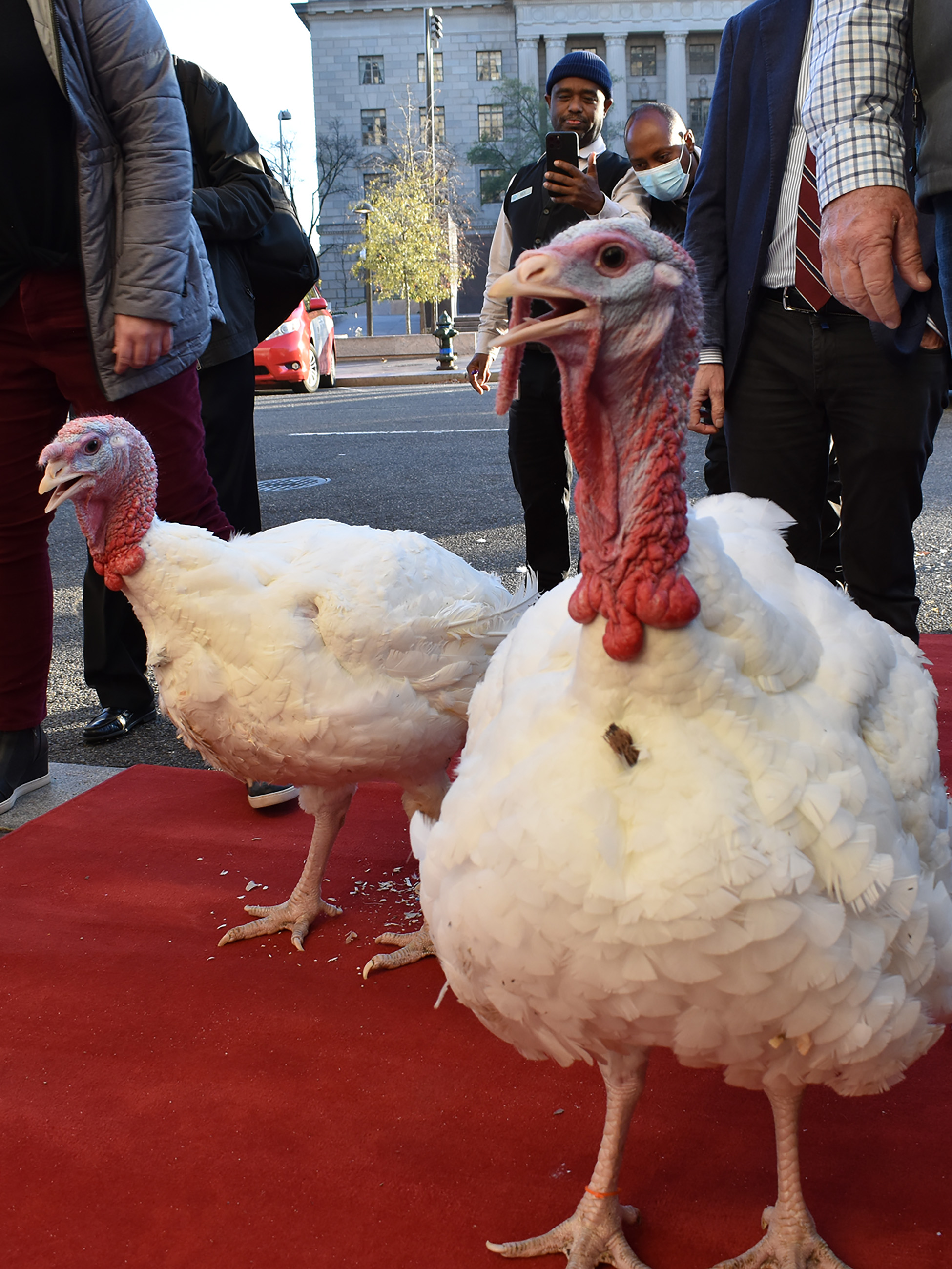 North Carolina Turkeys Pardoned by President Biden