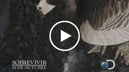 DISCOVERY EN ESPAÑOL ESTRENA UNA PRODUCCIÓN ÉPICA QUE MUESTRA EL INCREÍBLE CICLO DE LA VIDA