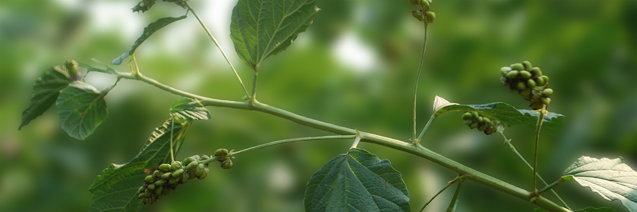 Sytheon on 9 commercial cosmetic products - natural alternative to retinol